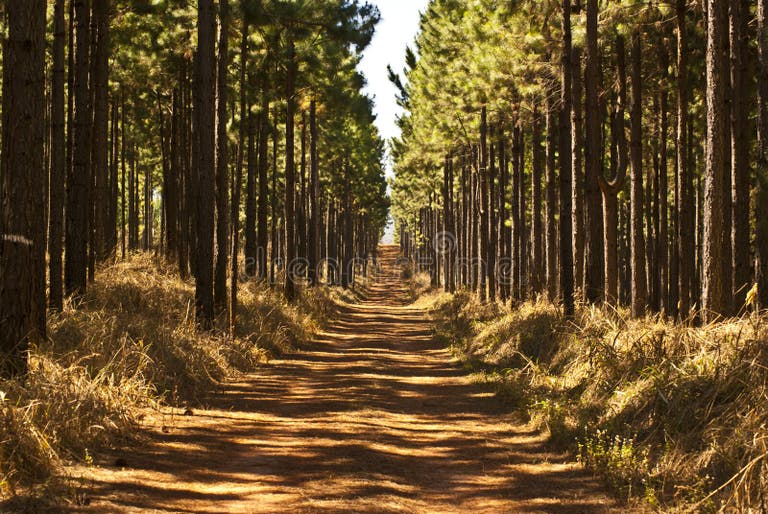 Dirt Road with Tree Shadows Stock Photo - Image of wilderness, trunk ...
