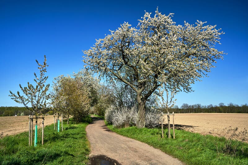 Dirt Road and White Flowering Fruit Trees in Spring Stock Image - Image ...