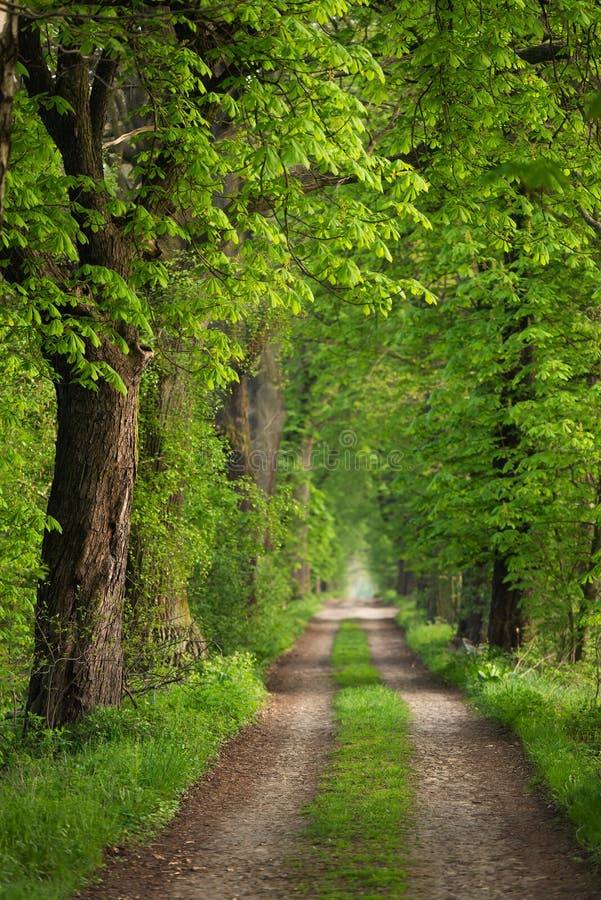 Forest Road in Spring Forest, Silesia Poland. Stock Image - Image of ...