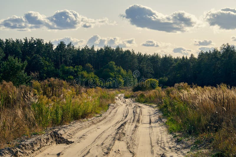 A Dirt Road Winds through a Wild Field, Bordered by Tall Grass and Lush ...