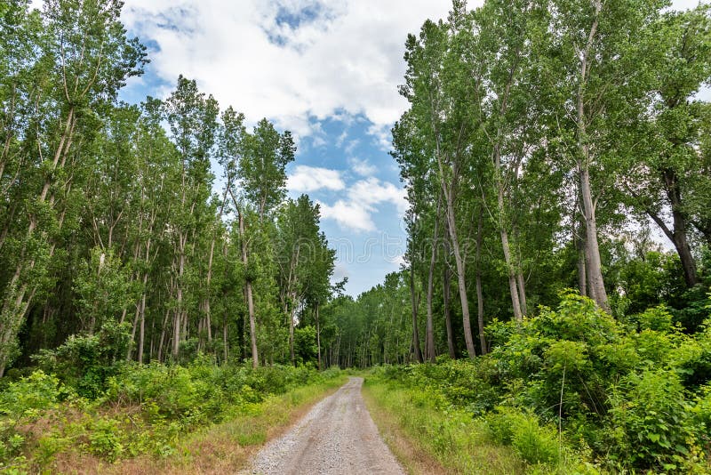 A Dirt Road through the Woods Stock Photo - Image of idyllic, bright ...
