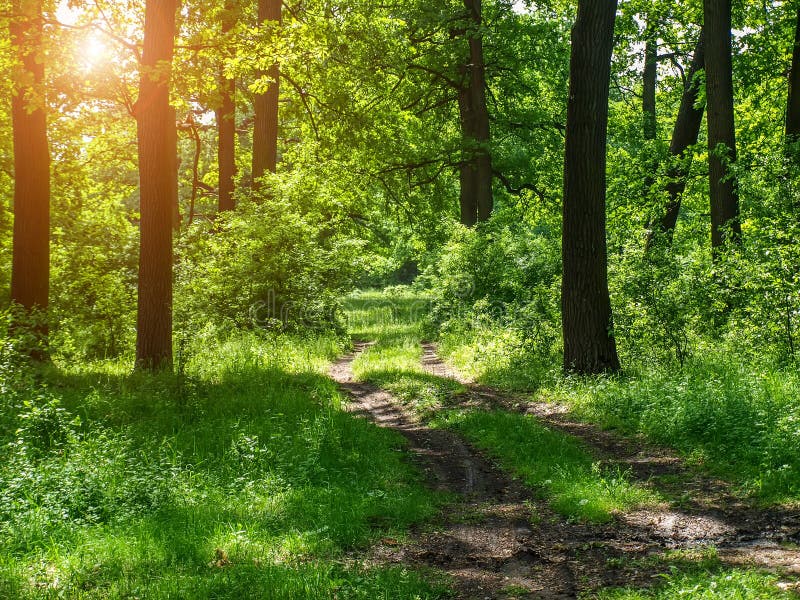 A dirt road in the woods stock photo. Image of morning - 85434108