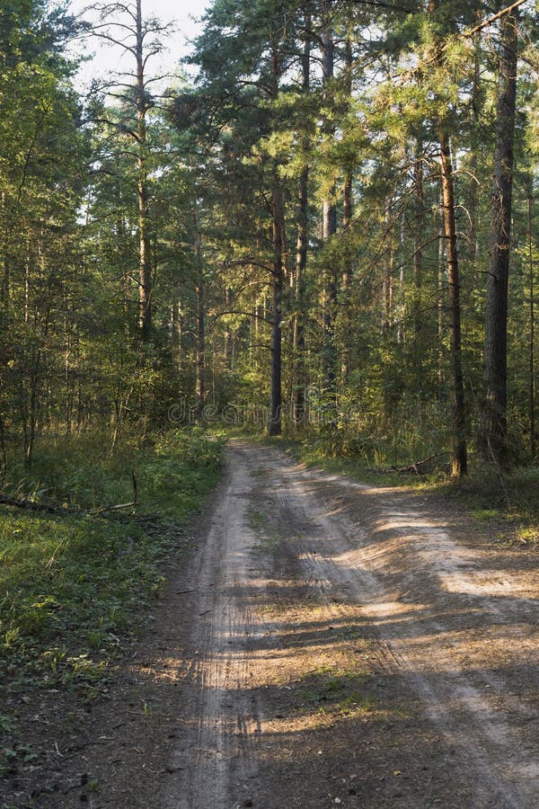 Dirt road in the woods. stock image. Image of outdoors - 70962357