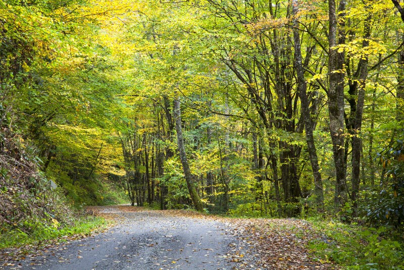 Road in the Woods stock image. Image of backwoods, dirt - 9036385