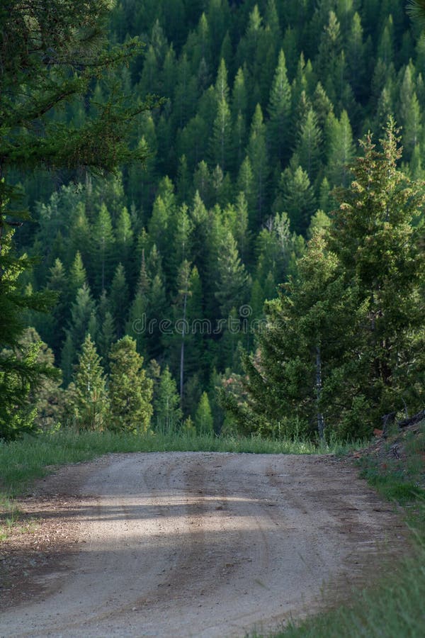 Dirt Road through the Woods Stock Image - Image of mountain, forest ...