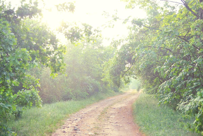 Dirt road in the woods stock image. Image of forest, path - 67936175