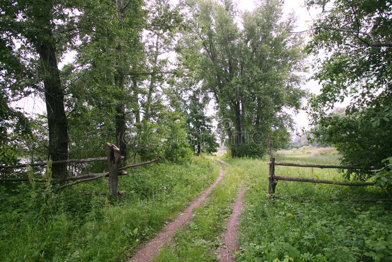 Dirt road in the woods stock image. Image of road, scenic - 46388799