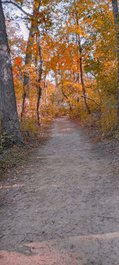 A Dirt Rocky Walkway with Orange Trees during the Fall Stock Image ...
