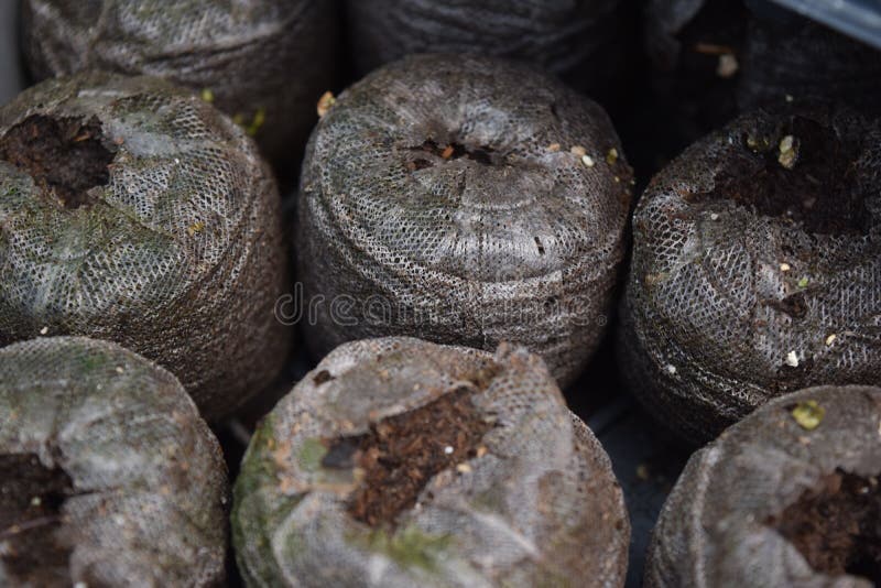 Dirt seed pods stock image. Image of dirt, green, garden - 91355427