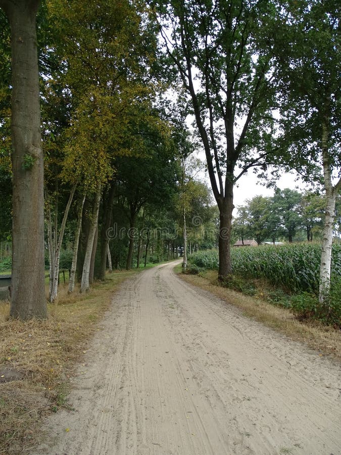 A Dirt Track with a Cart Track, with Several Trees on Both Sides; Birch ...
