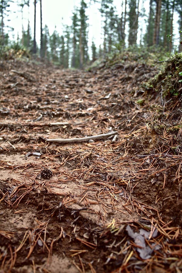 Dirt track stock photo. Image of forest, power, outdoors - 78522892