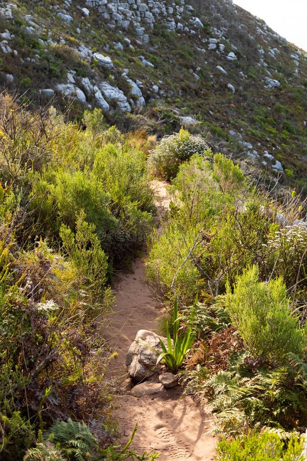 Dirt Track Hiking Paths on Top of a Mountain by the Coast Stock Photo ...
