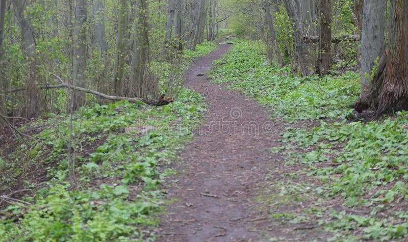Dirt Track in the Morning Spring Forest Stock Photo - Image of freedom ...