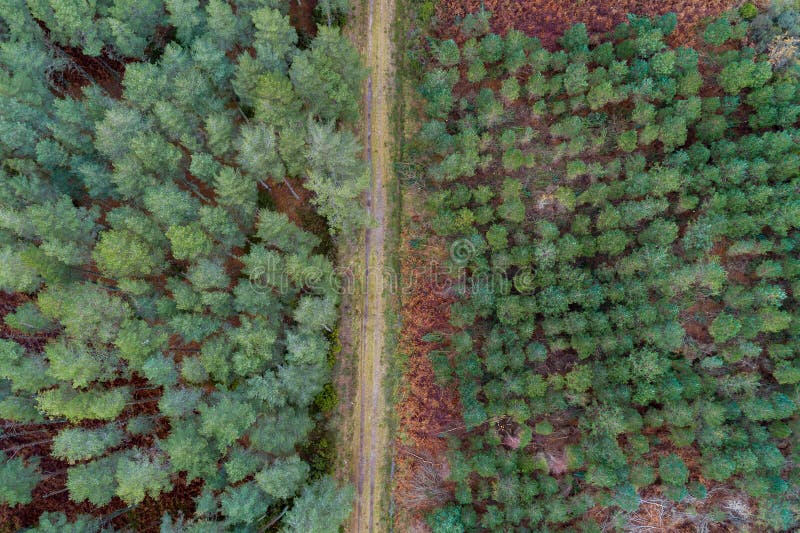Dirt Track in a Pine Forest, Overhead Photo with Drone Stock Image ...