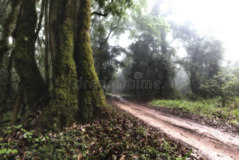 Dirt Track Running Past an Old Tree in Mist Covered Forest in Artistic ...