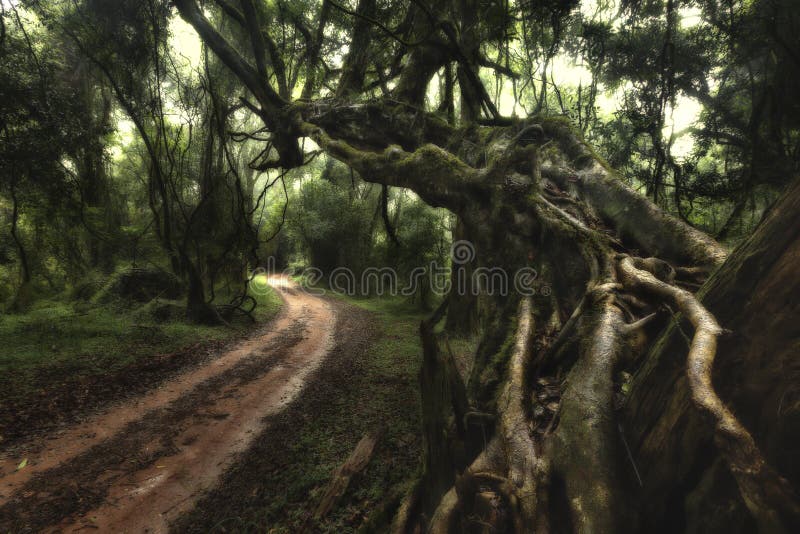 Dirt Track Running Past an Old Tree in Mist Covered Forest in Artistic ...