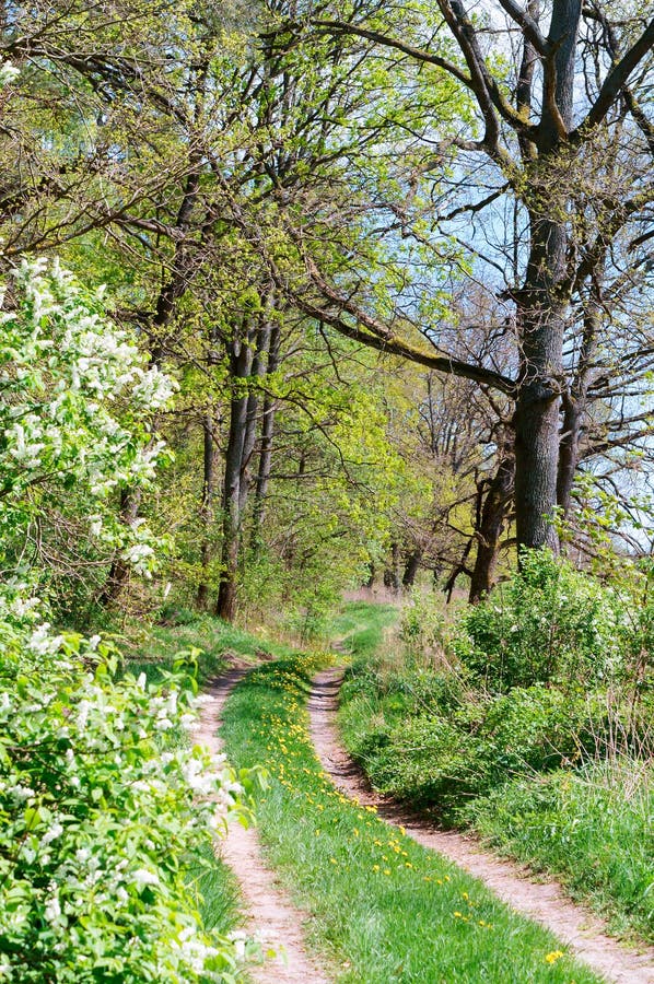 Dirt Track in the Spring Forest, Forest Trail Stock Image - Image of ...