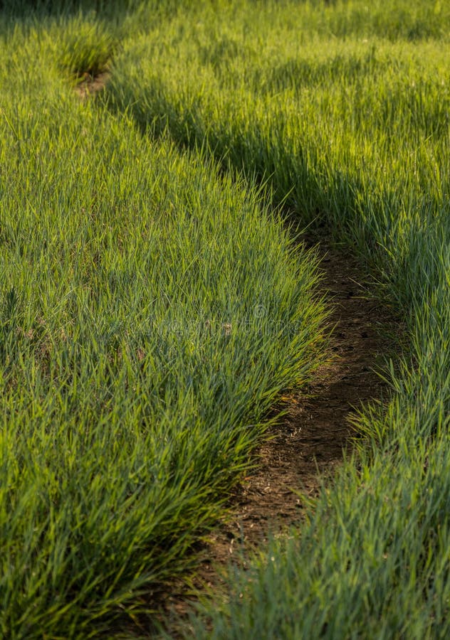Dirt Trail Bends through Grasses on the Zion Rim Stock Image - Image of ...