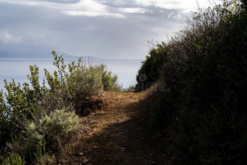 Dirt Trails and Tall Greenery during Springtime Stock Photo - Image of ...