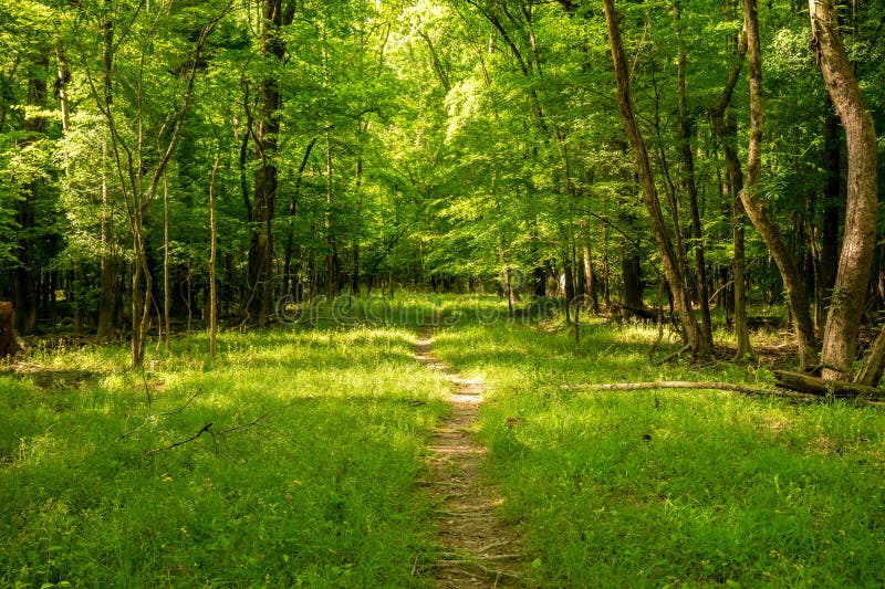 Dirt Trail Cut into Grasses between Forest in Congaree Stock Image ...