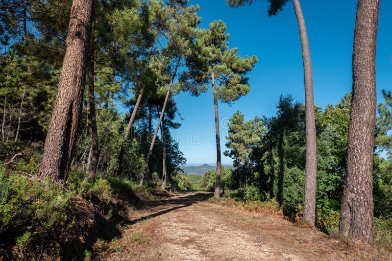 Path Under the Pines: Sunny Trail Stock Image - Image of sosmontes ...