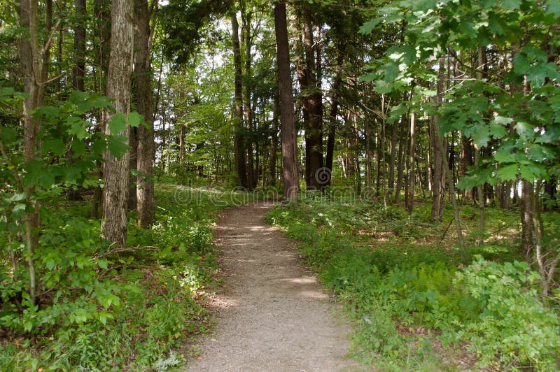 A Dirt Trail into the Woods Stock Image - Image of hiking, foliage ...
