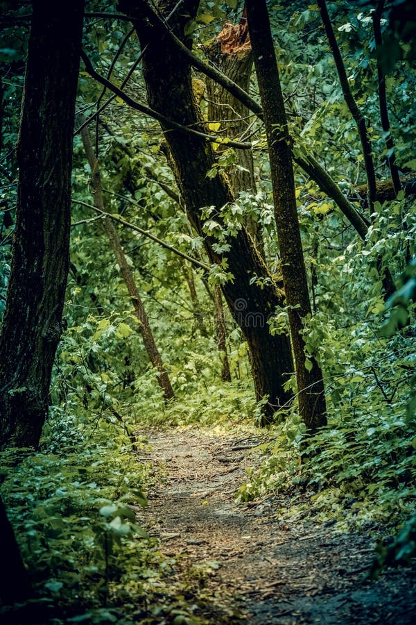 Dirt Trail in the Woods with Spring Leaves Stock Photo - Image of ...