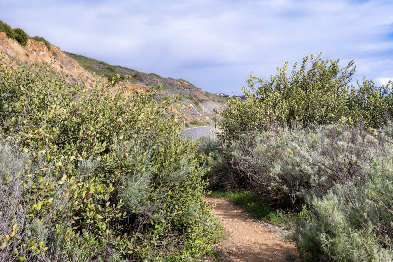 Dirt Trails and Tall Greenery during Springtime Stock Photo - Image of ...