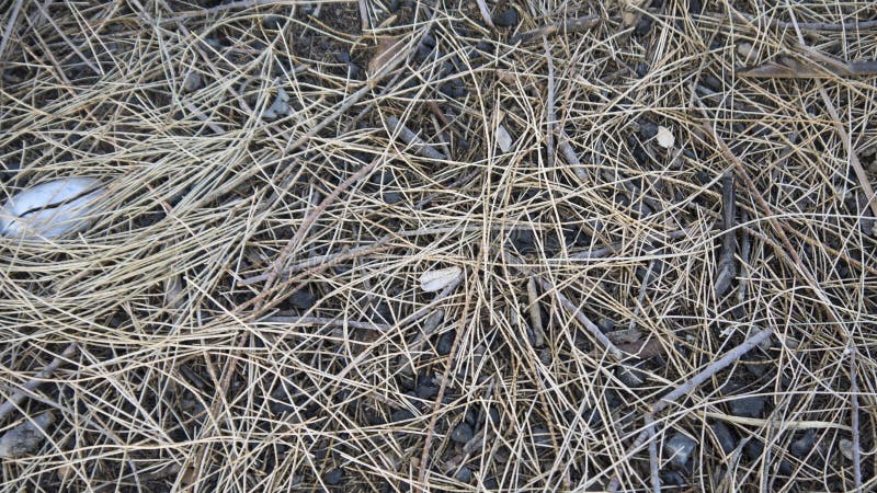 Dirt under a tree stock image. Image of flower, dirt - 89997035