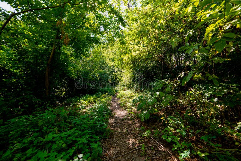 Dirt Walking Path through the Forest or Park Stock Photo - Image of ...