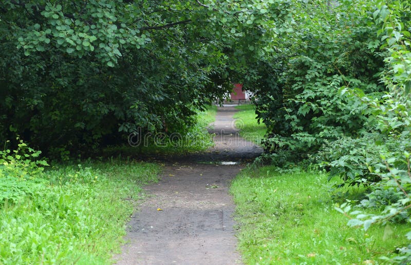Dirt Walking Path through Grass and Bushes Stock Image - Image of ...