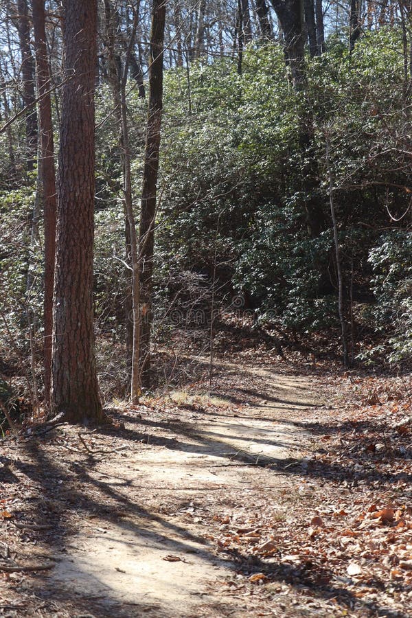 Dirt walking path in woods stock image. Image of wetland - 357176017