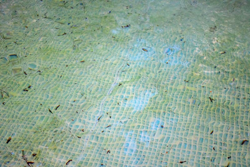 Dirty Algae and Scum Covered Pool Stock Photo - Image of leaves ...