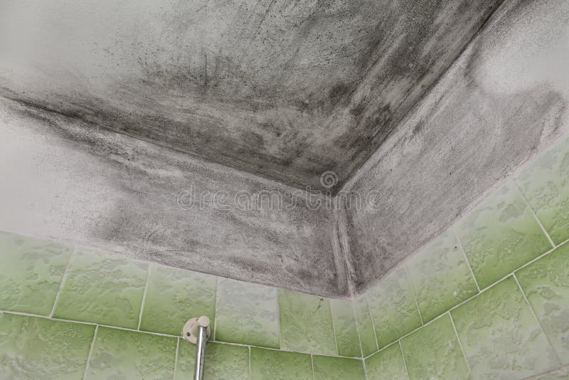 Dirty Bathroom Wall with Mold Stock Image - Image of bacteria, mildewed ...