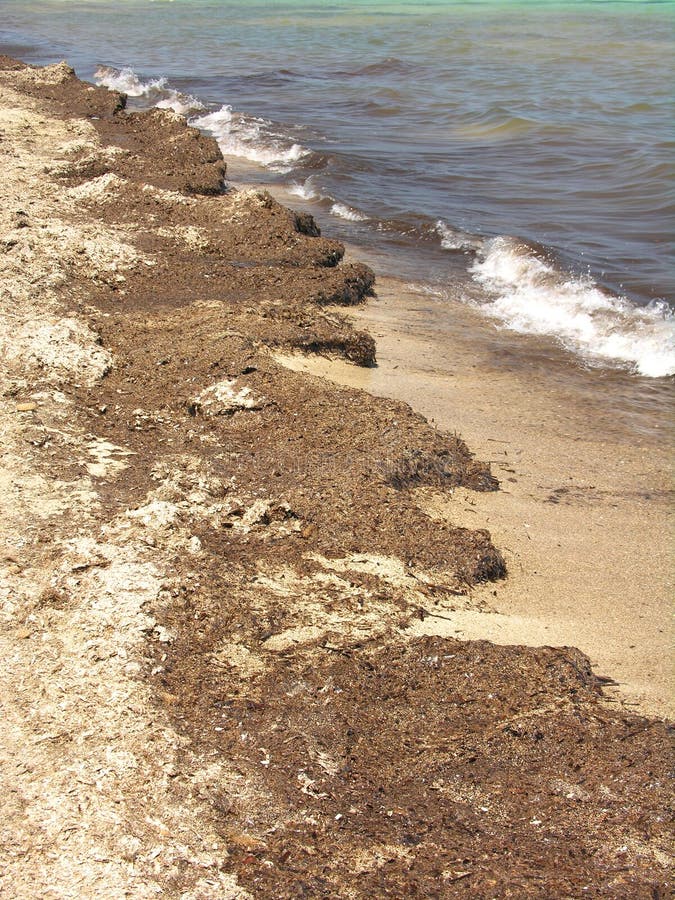 Dirty Beach stock image. Image of smudgy, dirty, aquatic - 191507