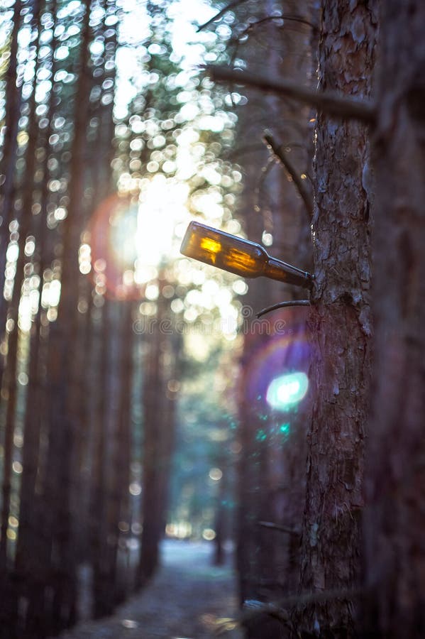 stock photo. Image of closeup, nature, needles, garbage - 95146642