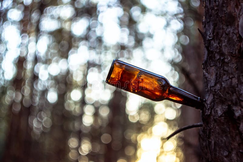 Dirty Beer Bottle Hanging on a Tree Branch Stock Image - Image of ...