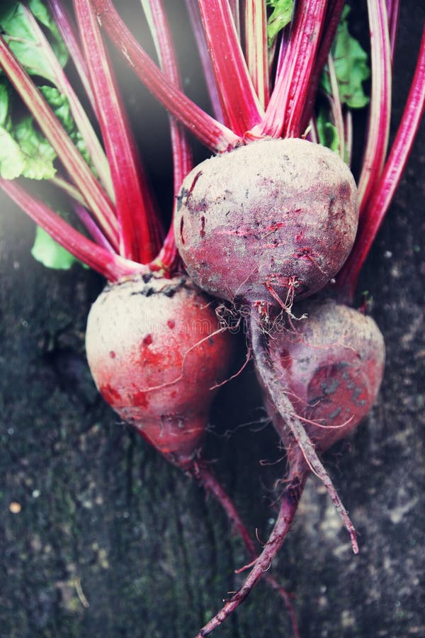 Dirty beet, tinted stock photo. Image of green, group - 51394516