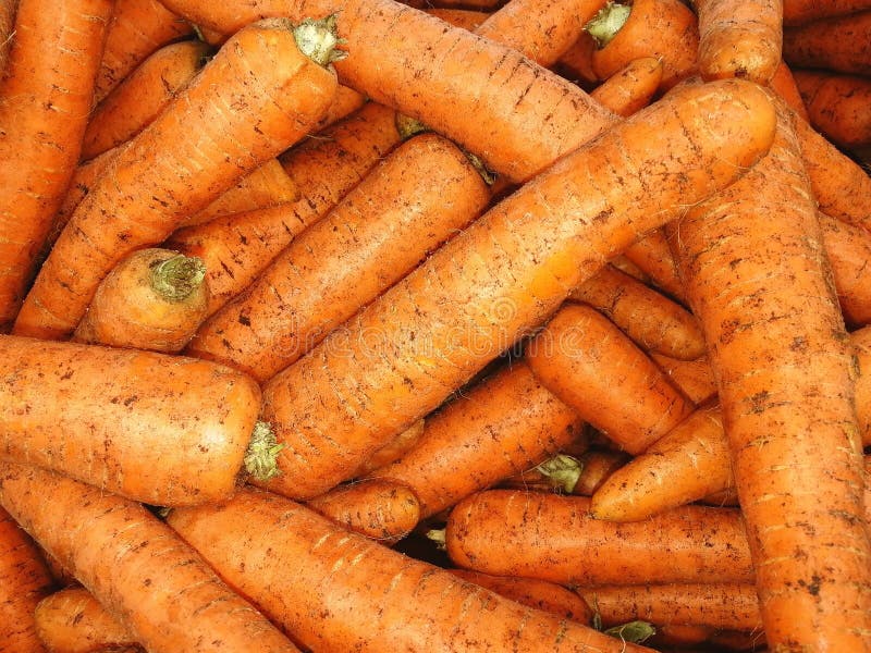 Dirty Big Carrots in the Store. Stock Photo - Image of vegetarian ...