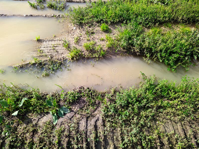 Dirty Brown Puddle in Nature during the Day. Stock Image - Image of ...