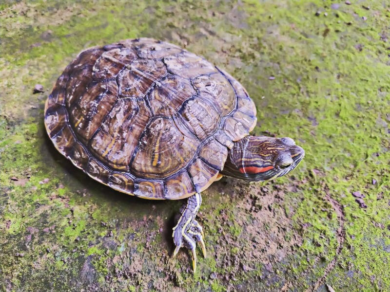Dirty brown turtle stock photo. Image of element, asia - 222654120