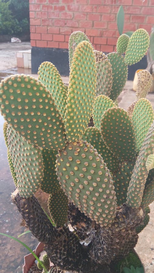 Dirty Cacti in a Broken Pot with Algae Stock Photo - Image of algae ...