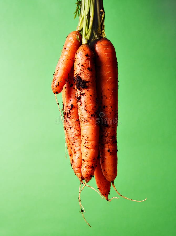 Dirty carrots stock photo. Image of bound, food, orange - 1648214