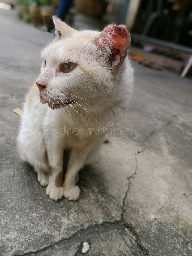 Dirty cat stock image. Image of mamals, cute, dirty - 111159853