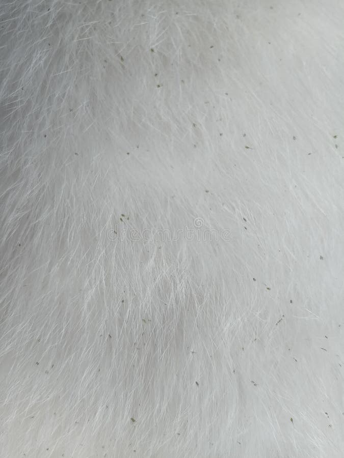 Dirty Cat Fur Covered in Grass Stock Photo - Image of brown, line ...