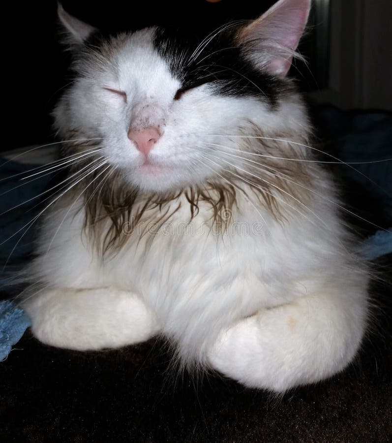 Dirty Cat stock photo. Image of dirty, black, mice, dark - 81611296