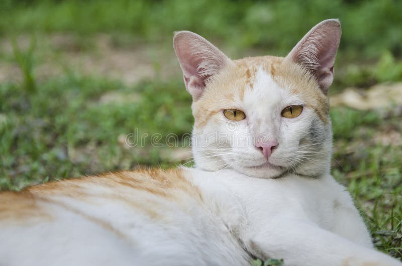 Dirty cat stock photo. Image of animal, close, camera - 41916486