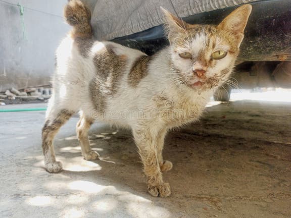 A Dirty Cat with a Wound on Its Face Stock Image - Image of dirty ...