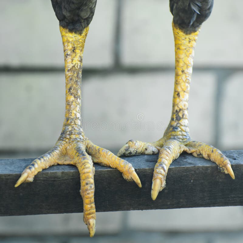 Dirty Chicken Feet. Bird Legs Close Up Stock Image - Image of wild ...