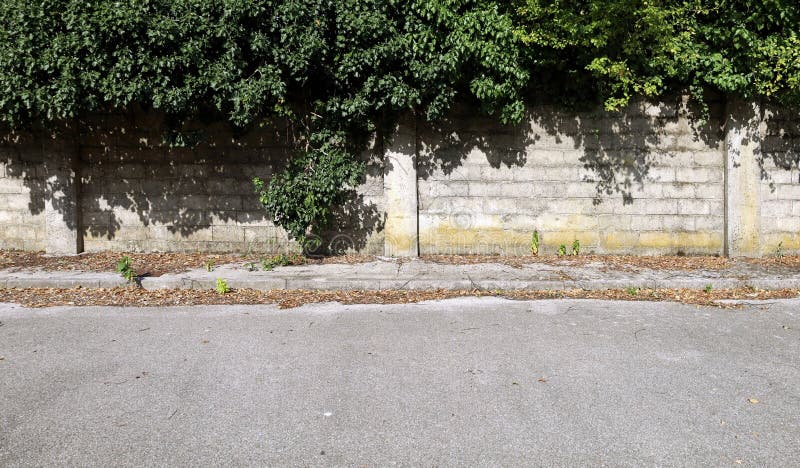 Dirty Cinder Block Wall with Tree Branches on the Upper Side. Cement ...